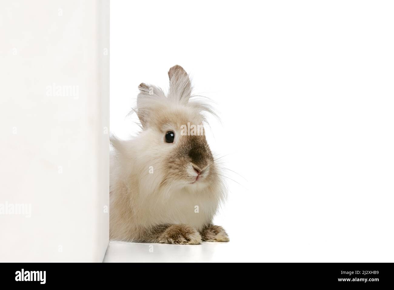 Close-up portrait of charming, furry cute rabbit posing isolated on ...