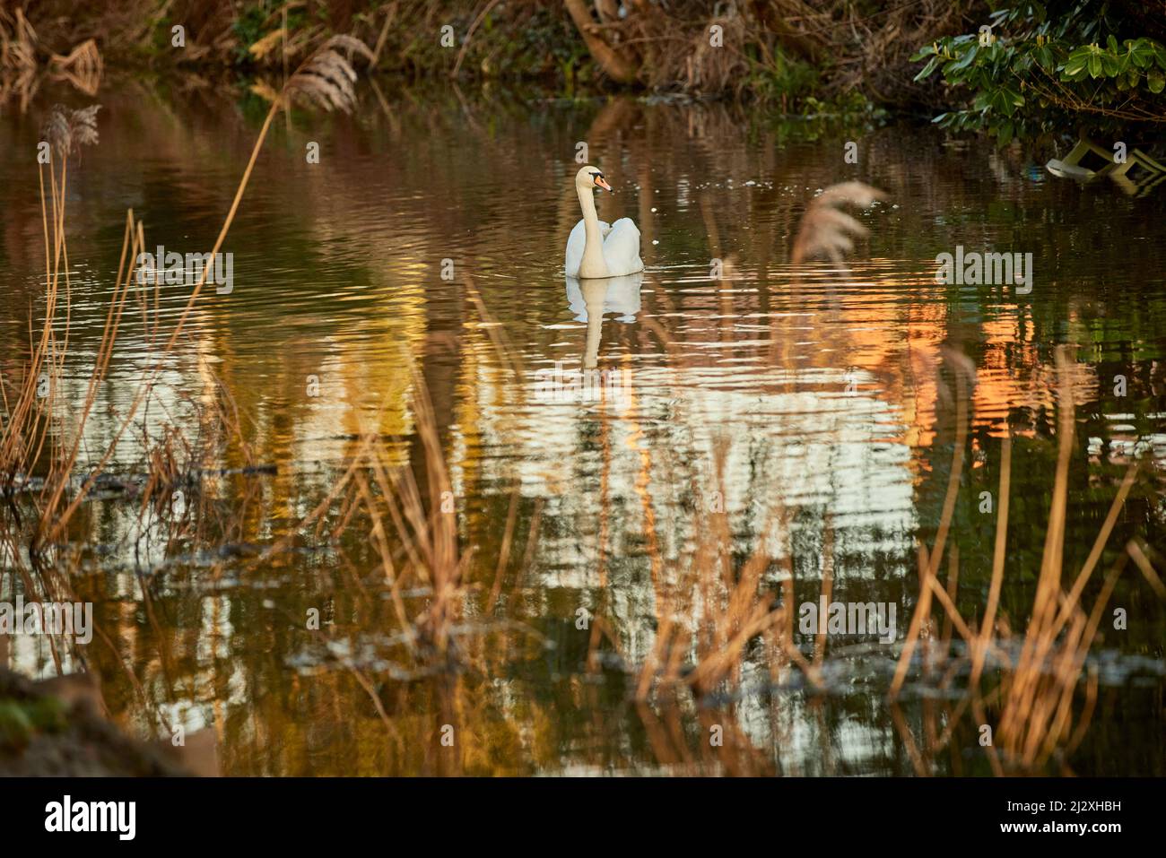 Cottam, Preston, Lancashire. a swan on the Lancaster canal Stock Photo ...