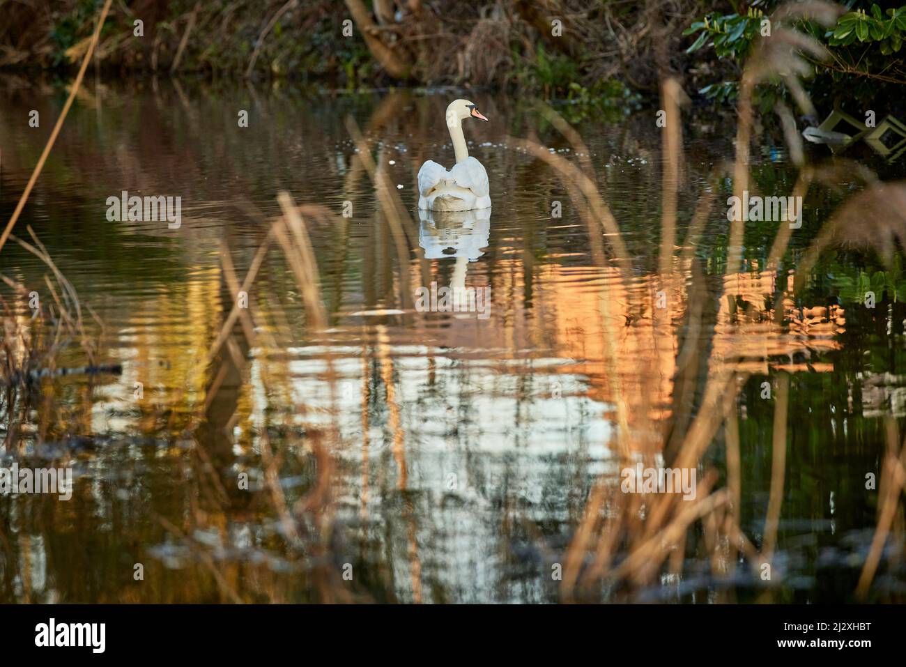 Cottam, Preston, Lancashire. a swan on the Lancaster canal Stock Photo ...
