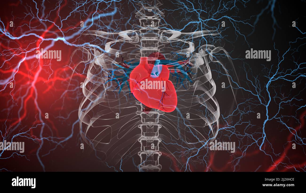 Computer model of the heart hi-res stock photography and images - Alamy