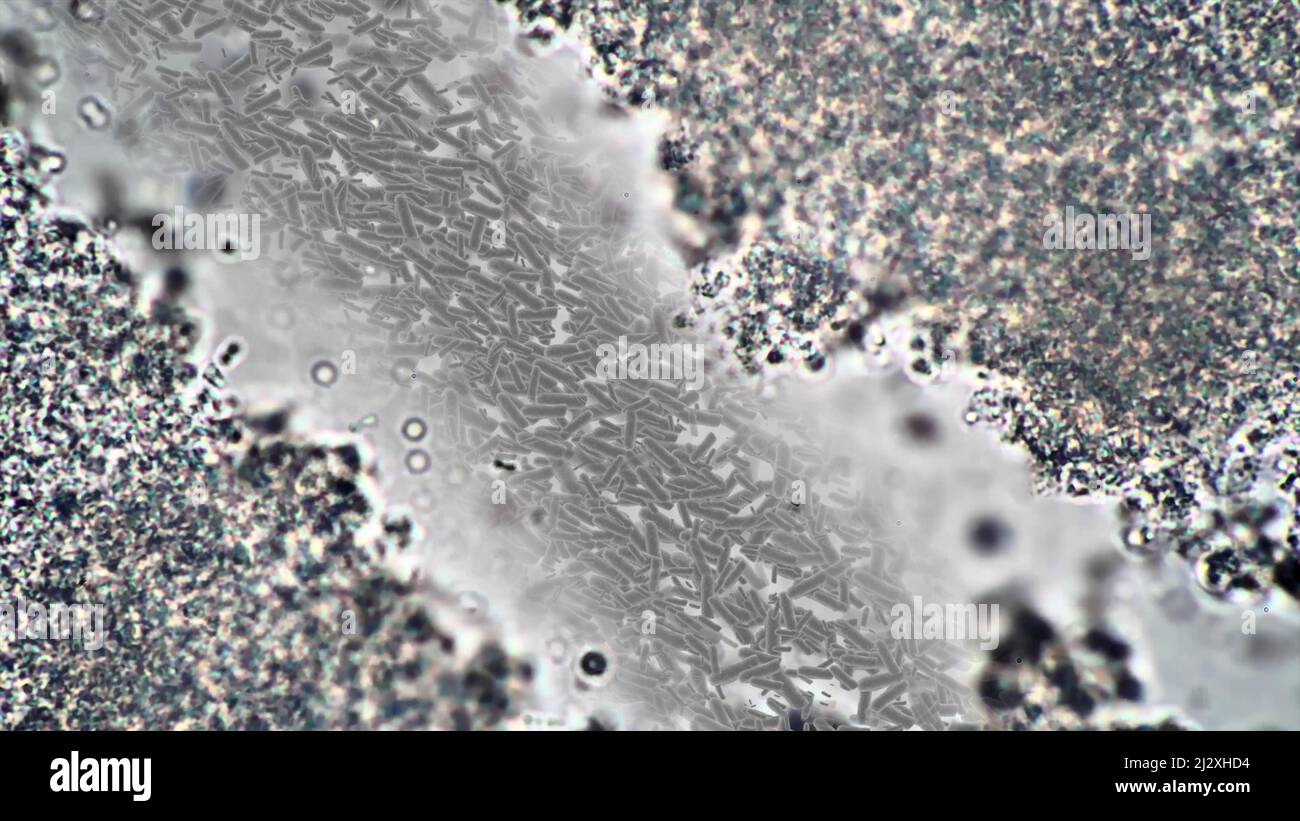 Computer Generated Microscopic View of Bacteria Stock Photo - Alamy