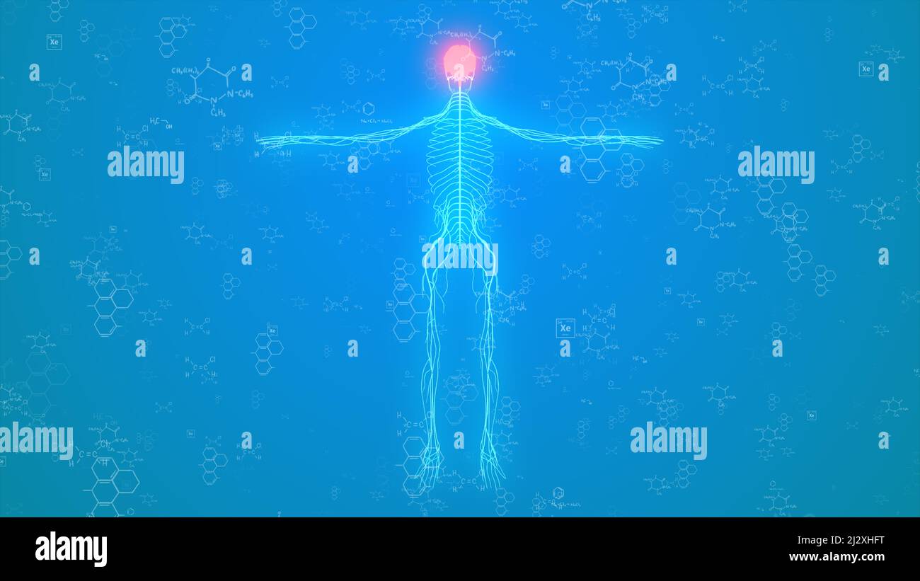 Human nerve system hi-res stock photography and images - Alamy