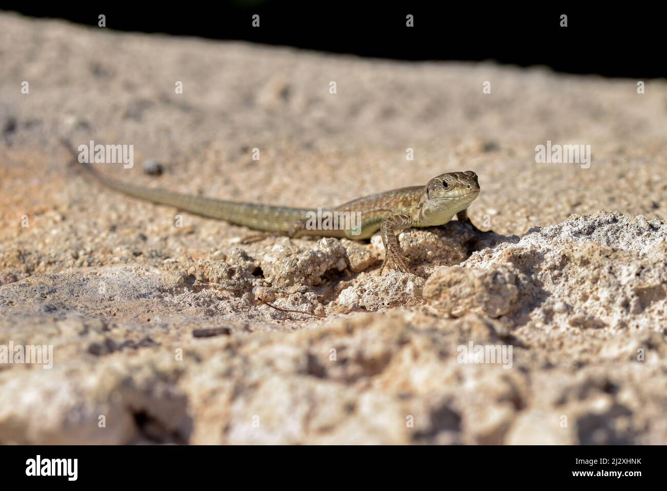FemaleMaltese Wall Lizard, or Filfola Lizard, Podarcis filfolensis ...