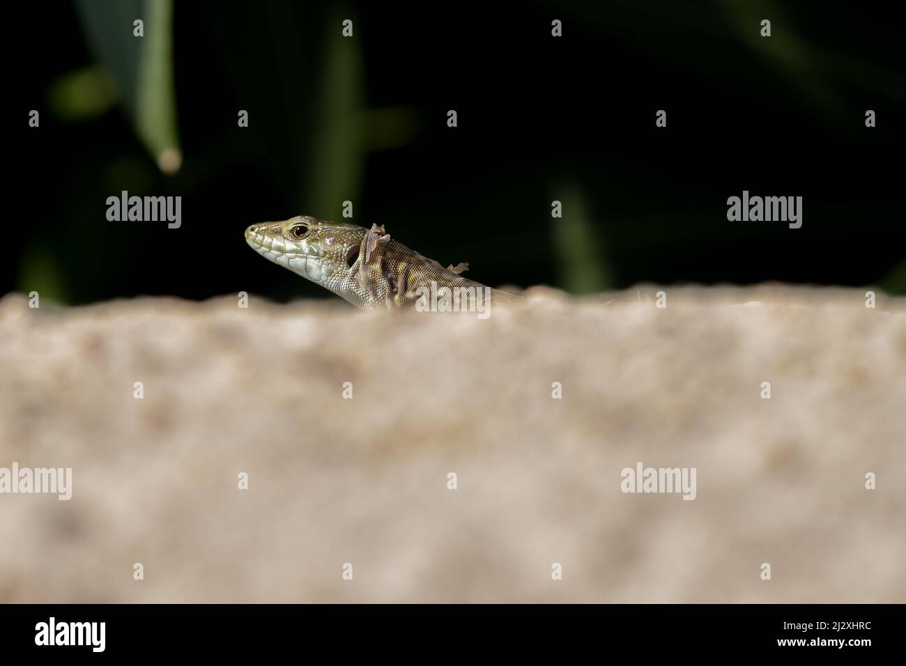 Female maltese wall lizard hi-res stock photography and images - Alamy