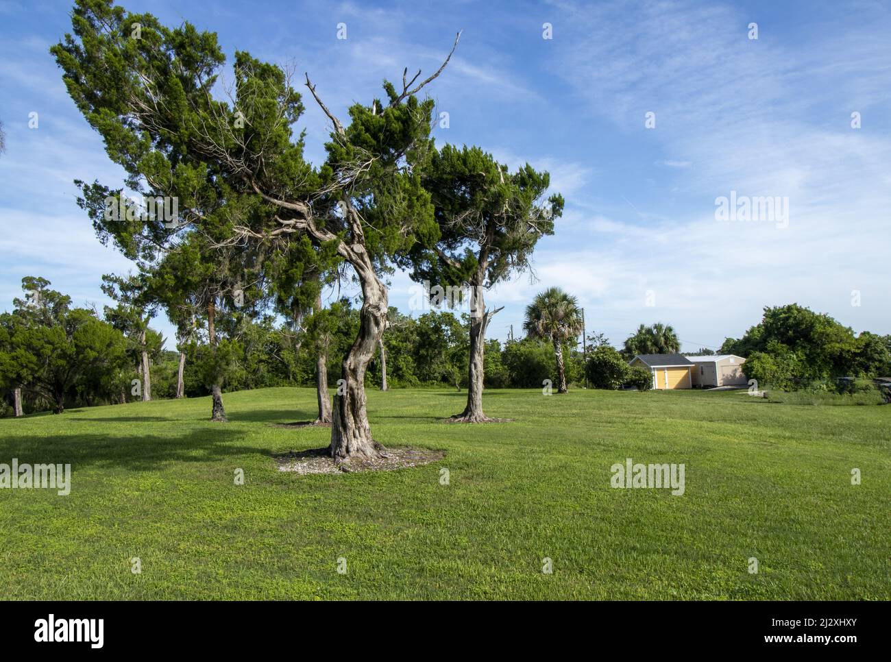 Odd shaped trees at Seminole Rest historic site in Oak Hill, Florida ...
