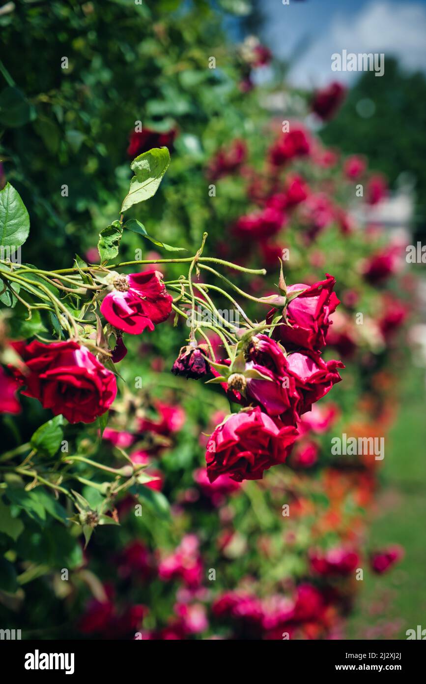 red bush of roses growing from a wall in Salzburger Mirabell garden ...