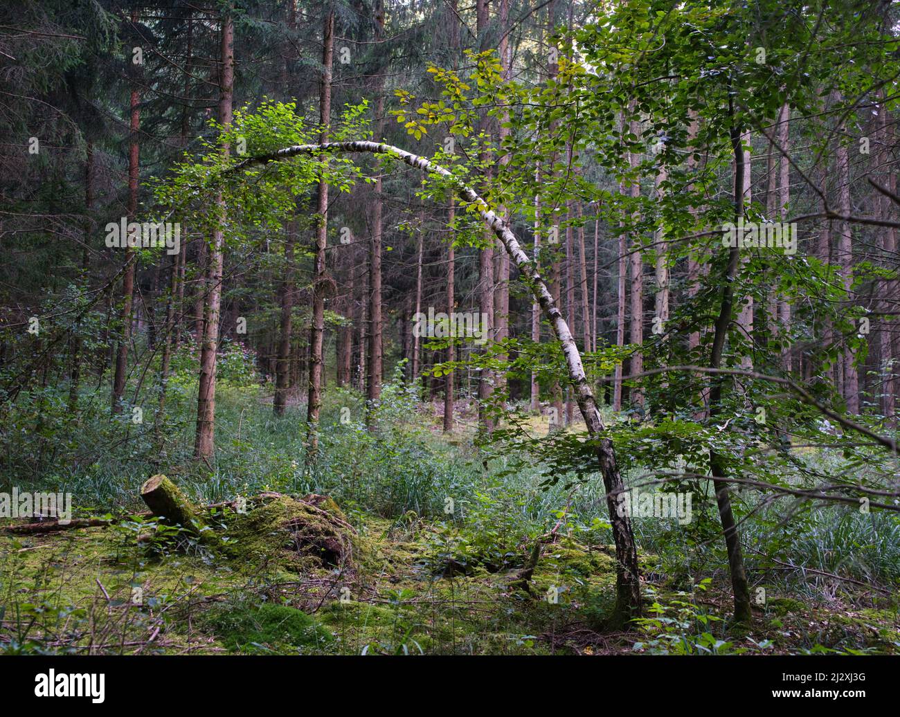 beautiful bent birch tree in an Austrian small town forest, bent tree ...