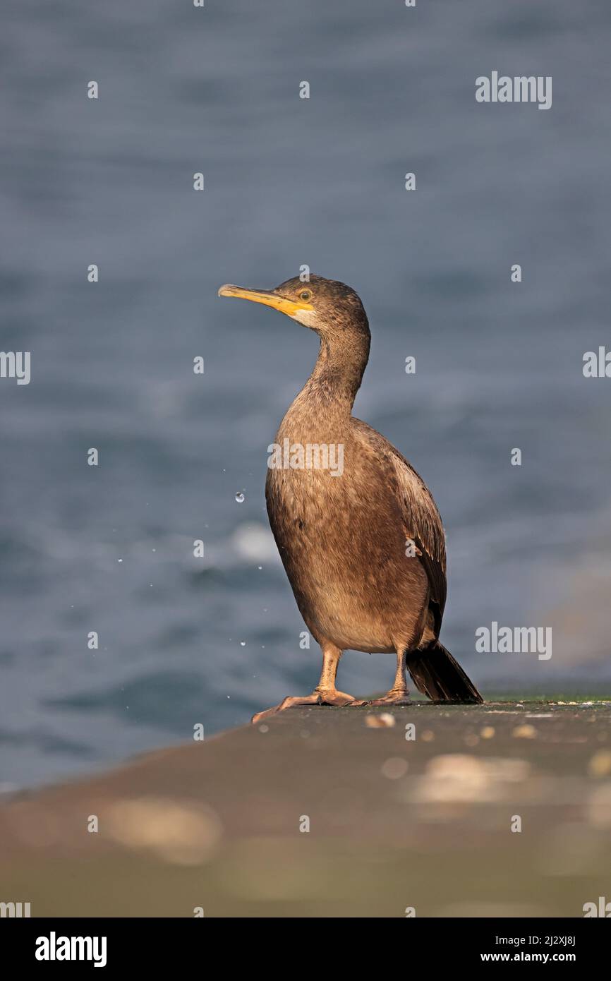 Juvenile European Shag on the Isle of Skye Scotland Stock Photo - Alamy