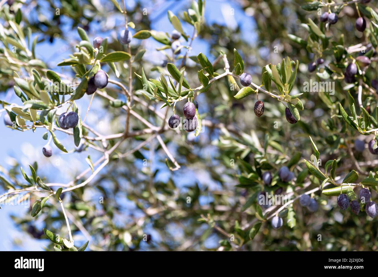 black olives, olive tree Stock Photo - Alamy