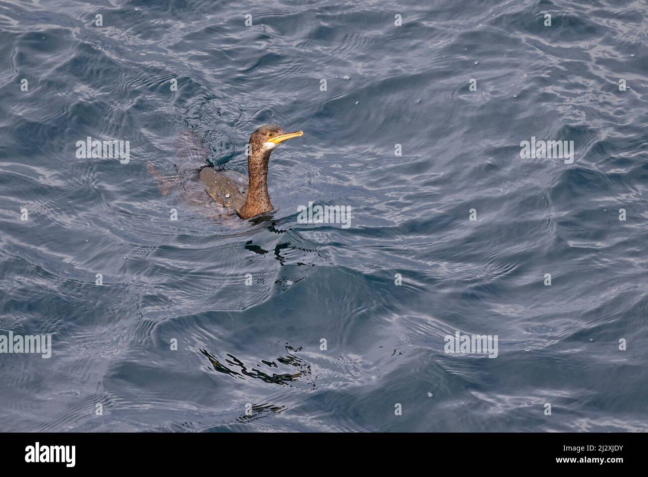 Juvenile European Shag on the Isle of Skye Scotland Stock Photo - Alamy