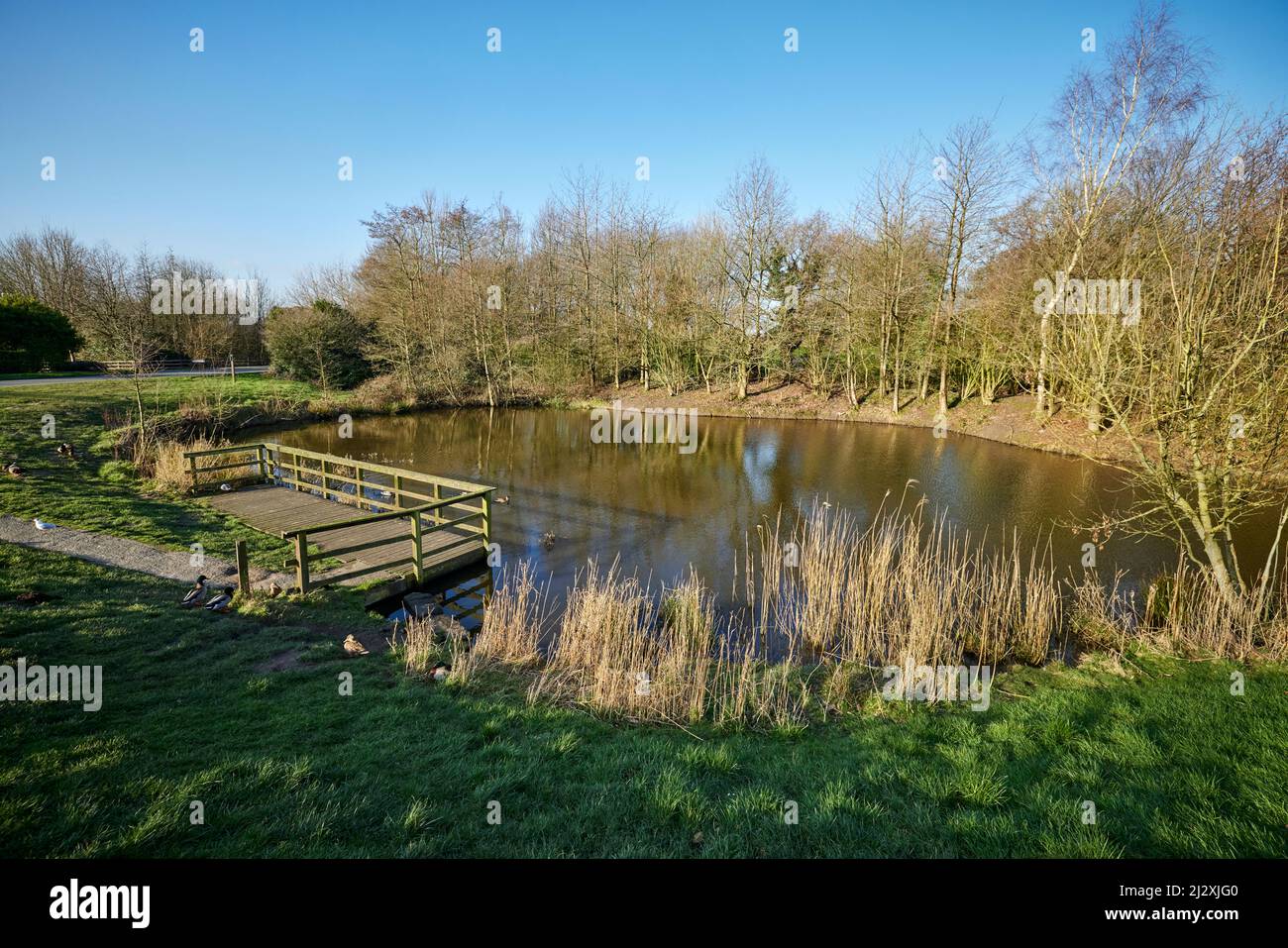 Cottam, Preston, Lancashire. village green duck pond Stock Photo - Alamy