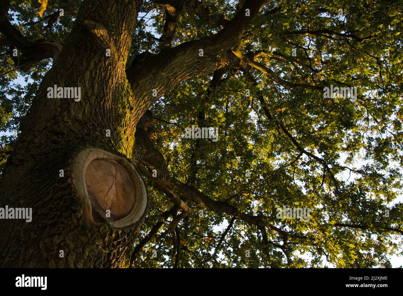 Branch hole on an old tree illuminated by the evening sun in the forest ...