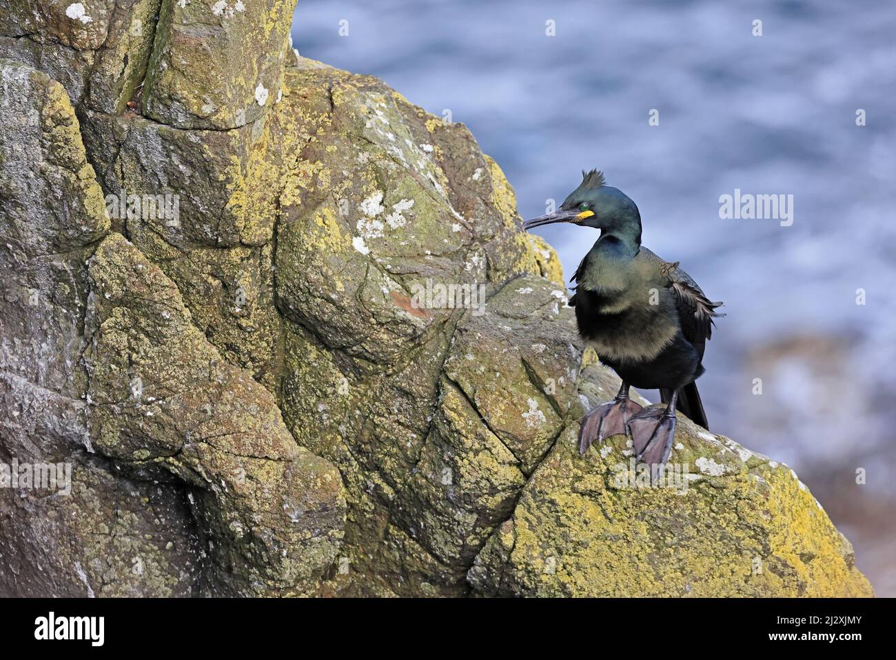 Adult European Shag on the Isle of Skye Scotland Stock Photo - Alamy