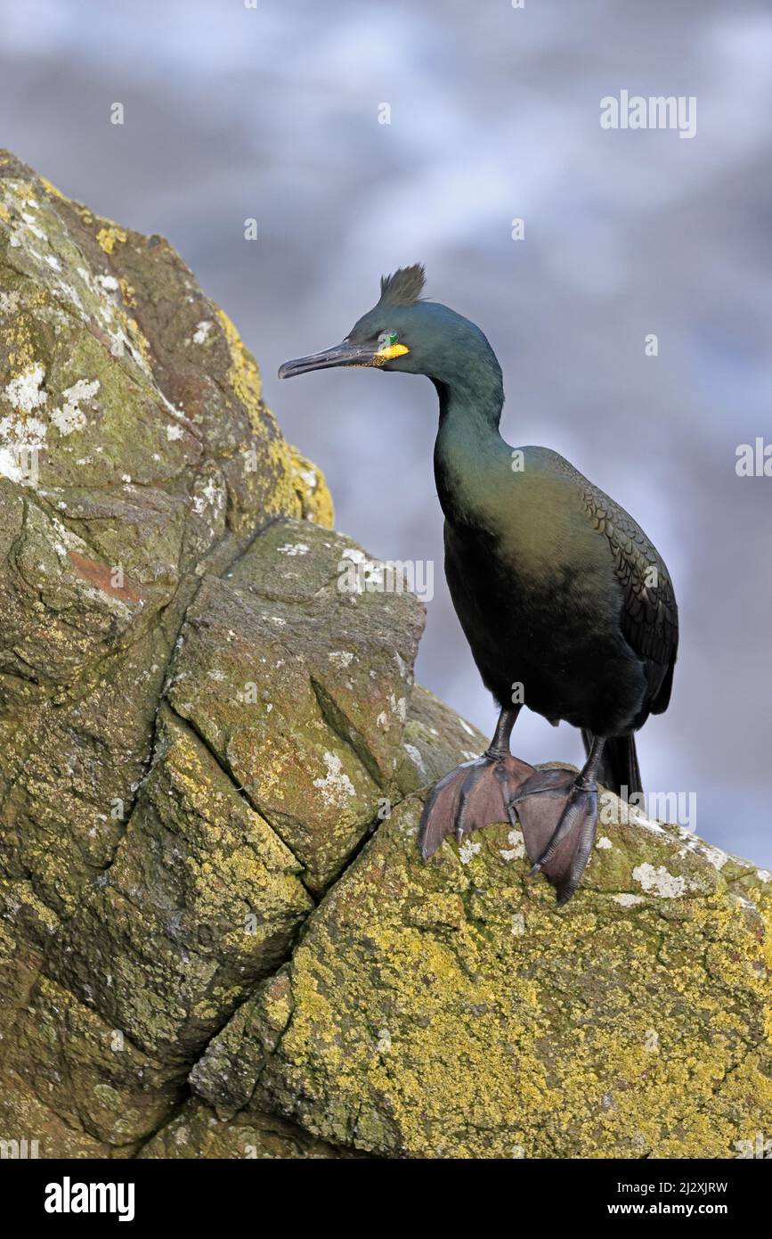 Adult European Shag on the Isle of Skye Scotland Stock Photo - Alamy