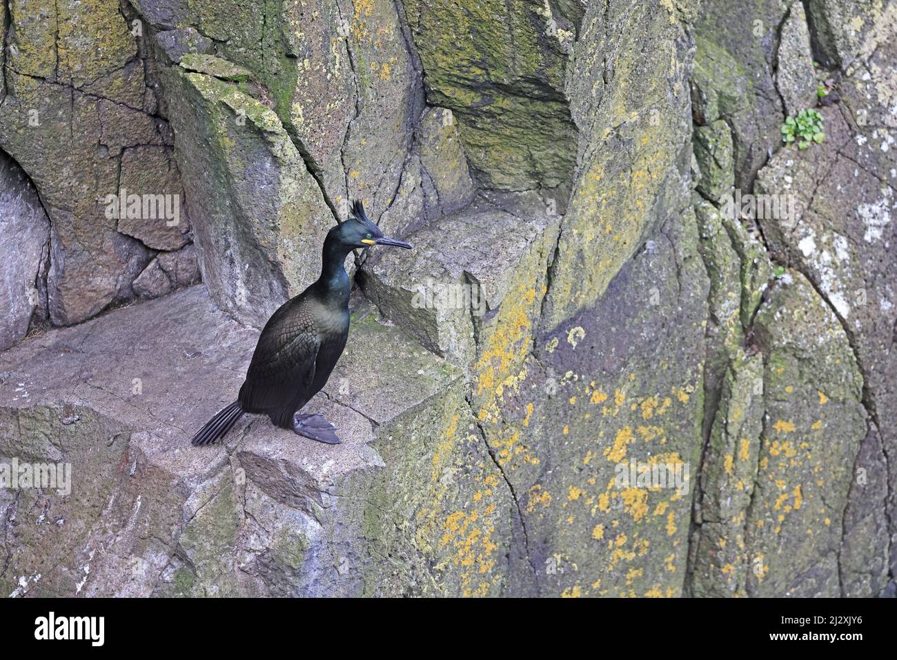 Adult European Shag on the Isle of Skye Scotland Stock Photo - Alamy