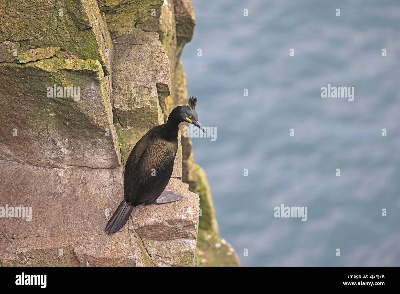 Adult European Shag on the Isle of Skye Scotland Stock Photo - Alamy