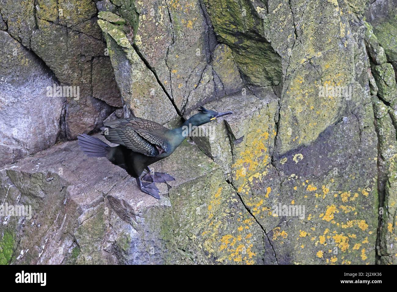 Adult European Shag on the Isle of Skye Scotland Stock Photo - Alamy