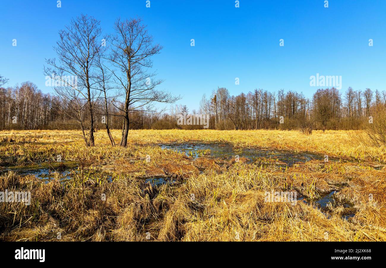 Early spring swampy undergrowth of mixed forest in Kampinos nature ...