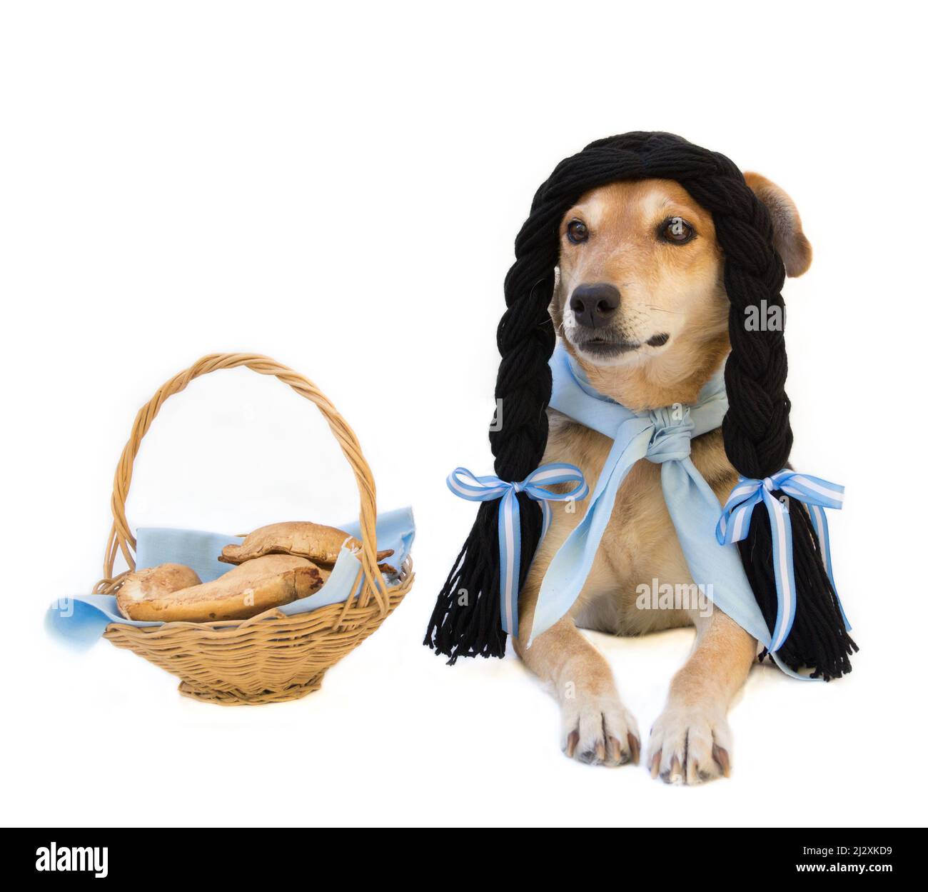 Dog with black braids, dressed in china, traditional Argentine folklore ...
