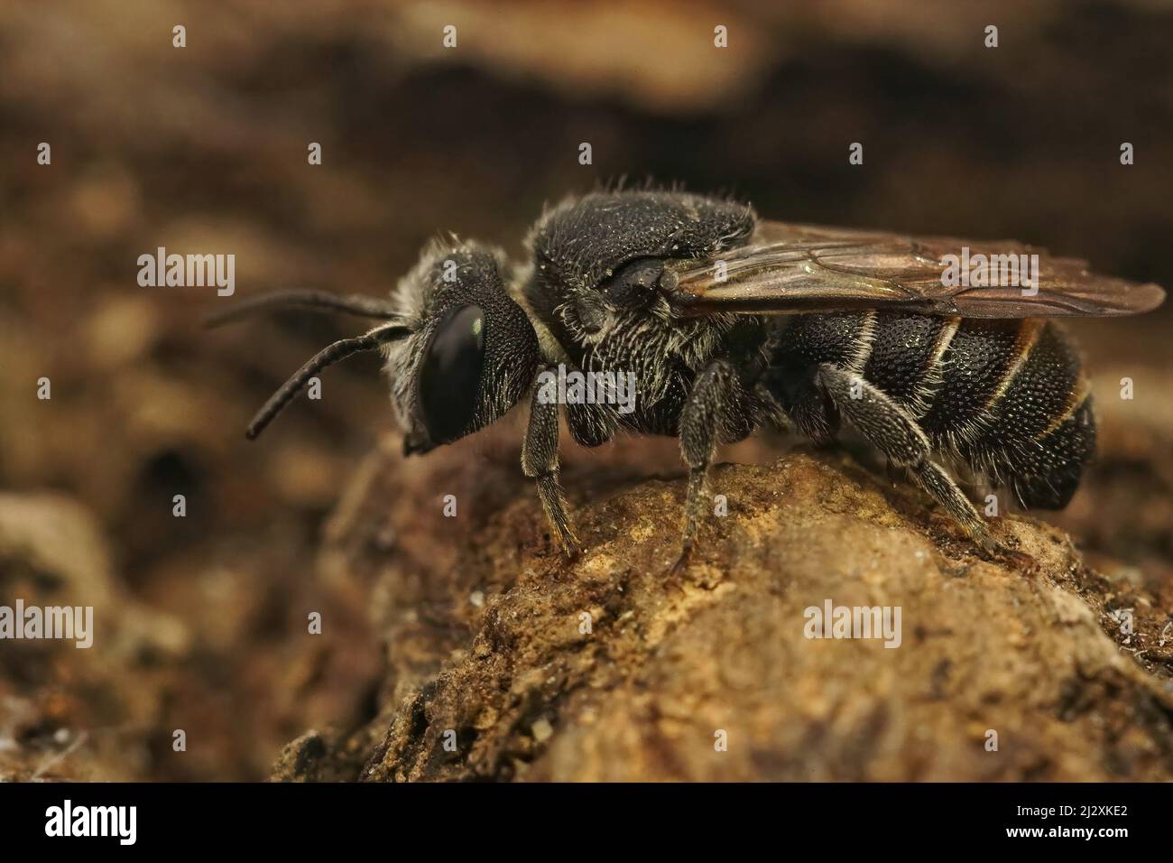 Closeup on a female of a mediterranean cleptoparasite dark bee , Stelis ...