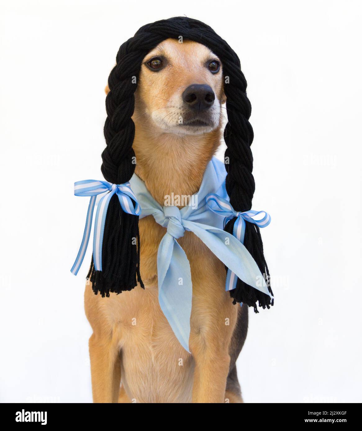 Dog with black braids, dressed in china, traditional Argentine folklore ...