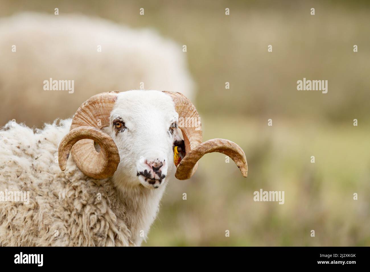 Ram looking at camera with yellowish background, domestic animal ...