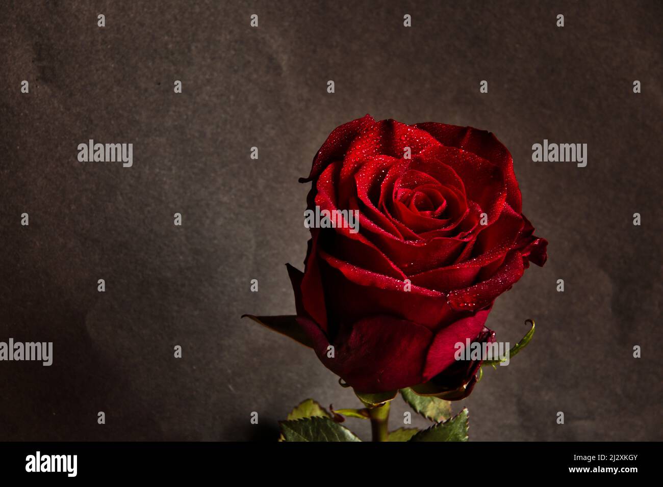 A beautiful red rose flower Stock Photo - Alamy