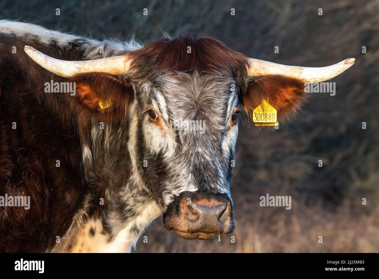 Rewilding rewilding farm hi-res stock photography and images - Alamy