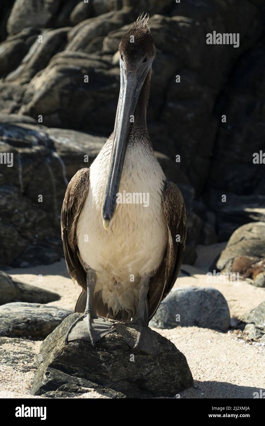 many birds pelicans seagull in baja california sur beach punta lobos ...