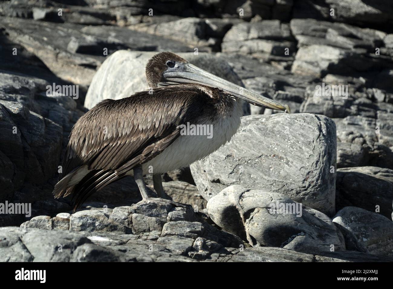 many birds pelicans seagull in baja california sur beach punta lobos ...