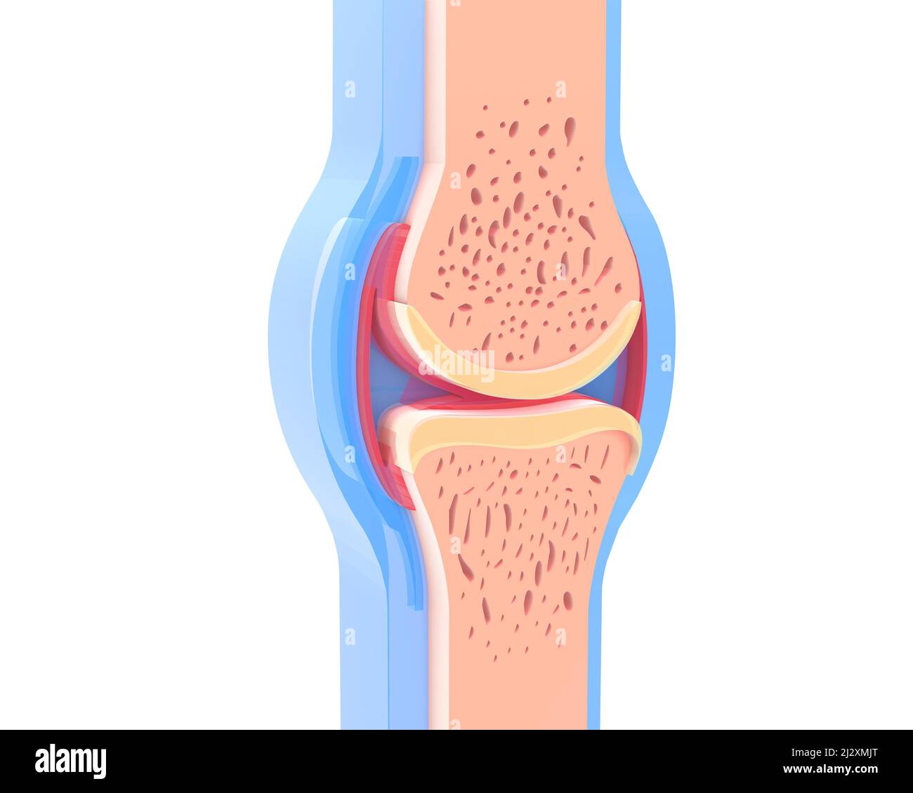 Ixometric 3d illustration of a human synovial joint. Transparent ...
