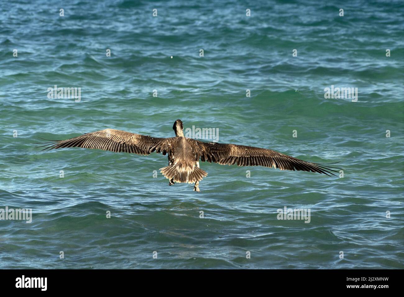 many birds pelicans seagull in baja california sur beach punta lobos ...