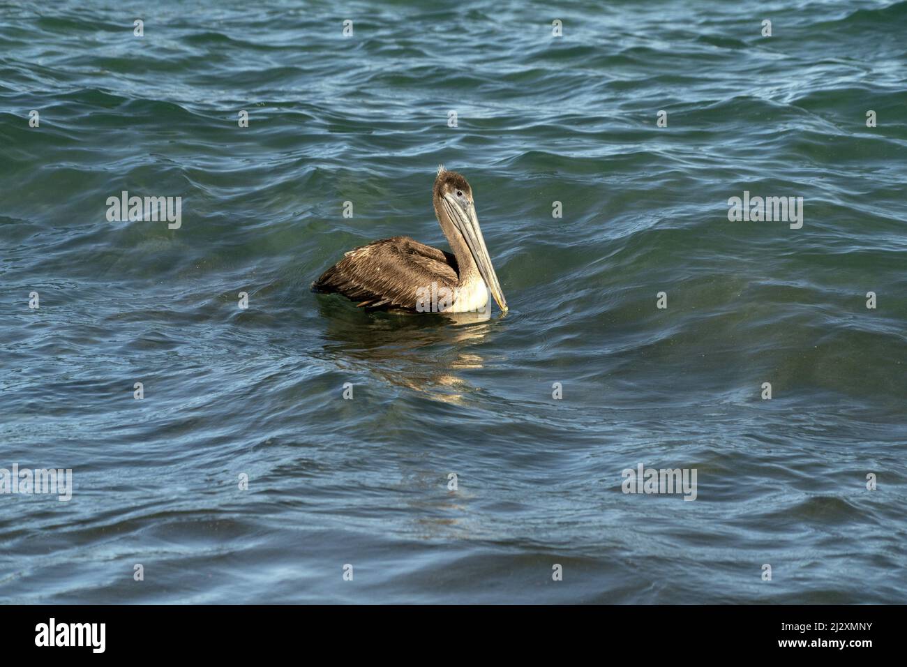 many birds pelicans seagull in baja california sur beach punta lobos ...
