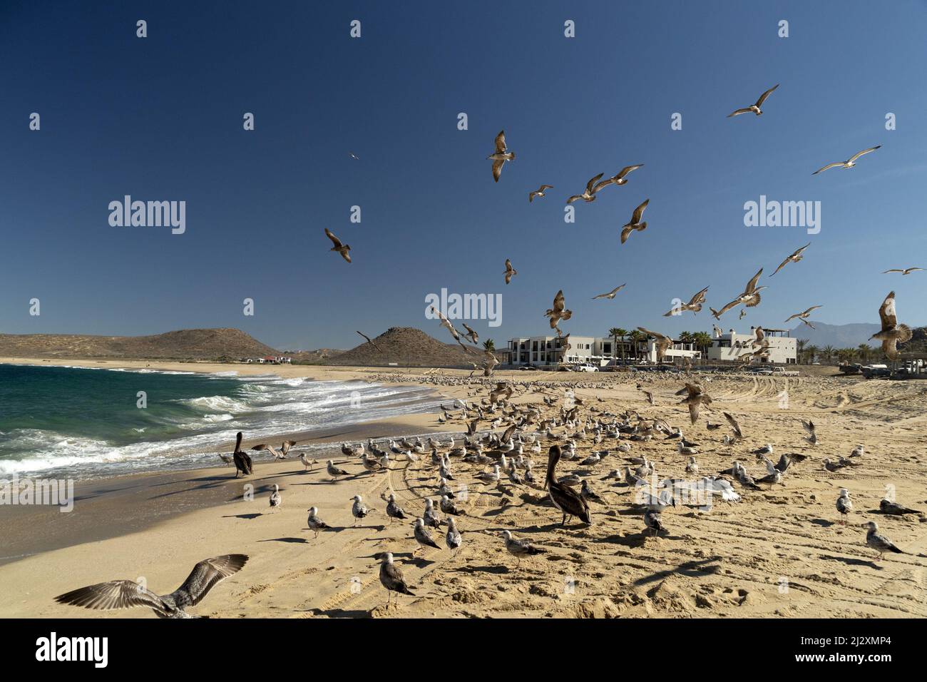 many birds pelicans seagull in baja california sur beach punta lobos ...
