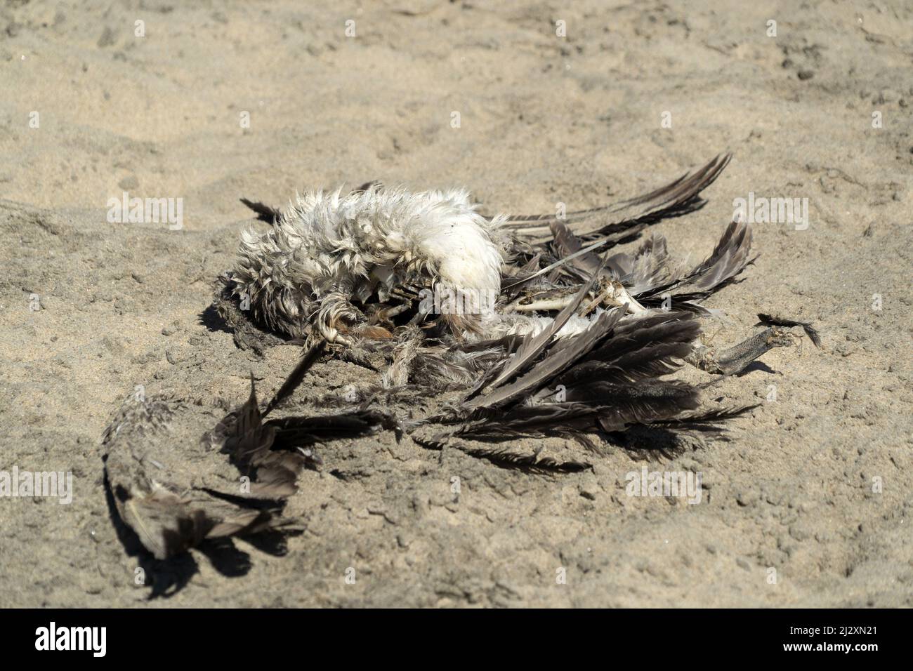 dead seagull on the sand on beach Stock Photo - Alamy