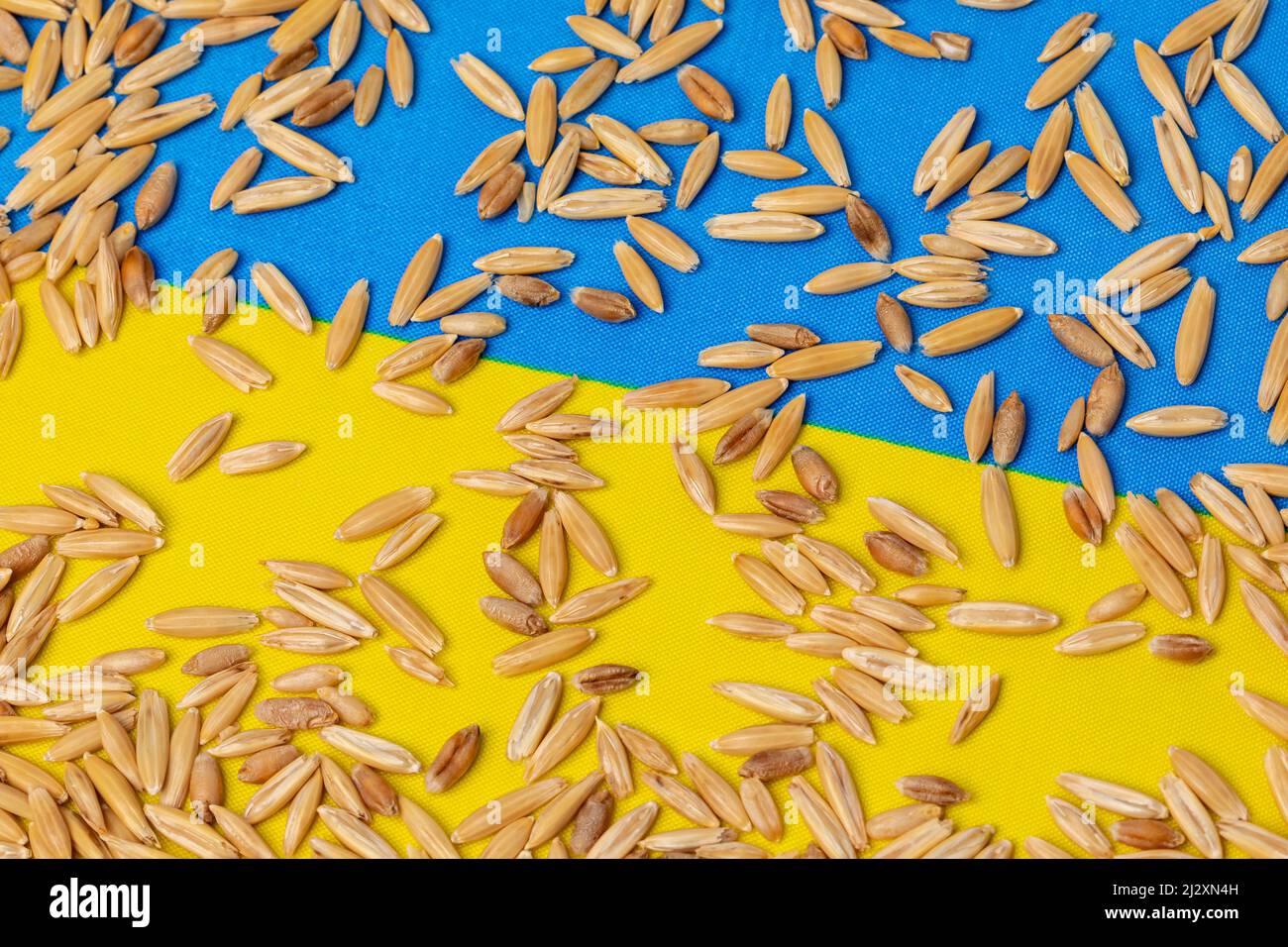 Ukraine flag and oats. Cereal grain exports, production and farming ...