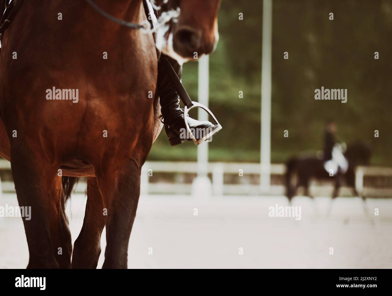 A bay horse with a rider in the saddle participates in equestrian ...
