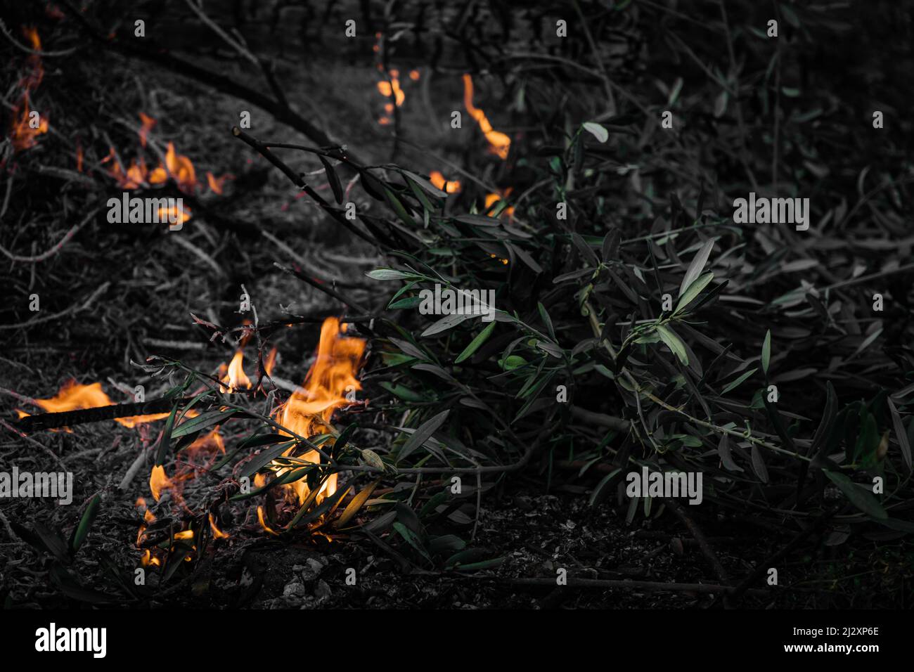 Olive branches burning out into the flames Stock Photo - Alamy