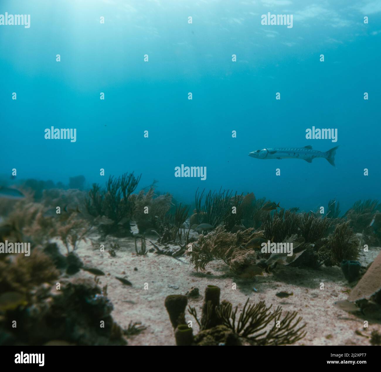 great barracuda in the caribbean ocean Stock Photo - Alamy