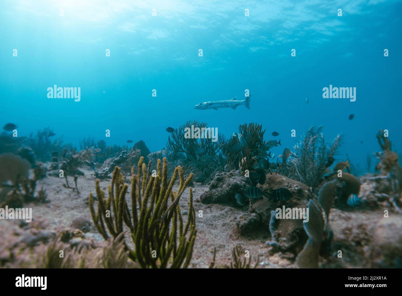 great barracuda in the caribbean ocean Stock Photo - Alamy