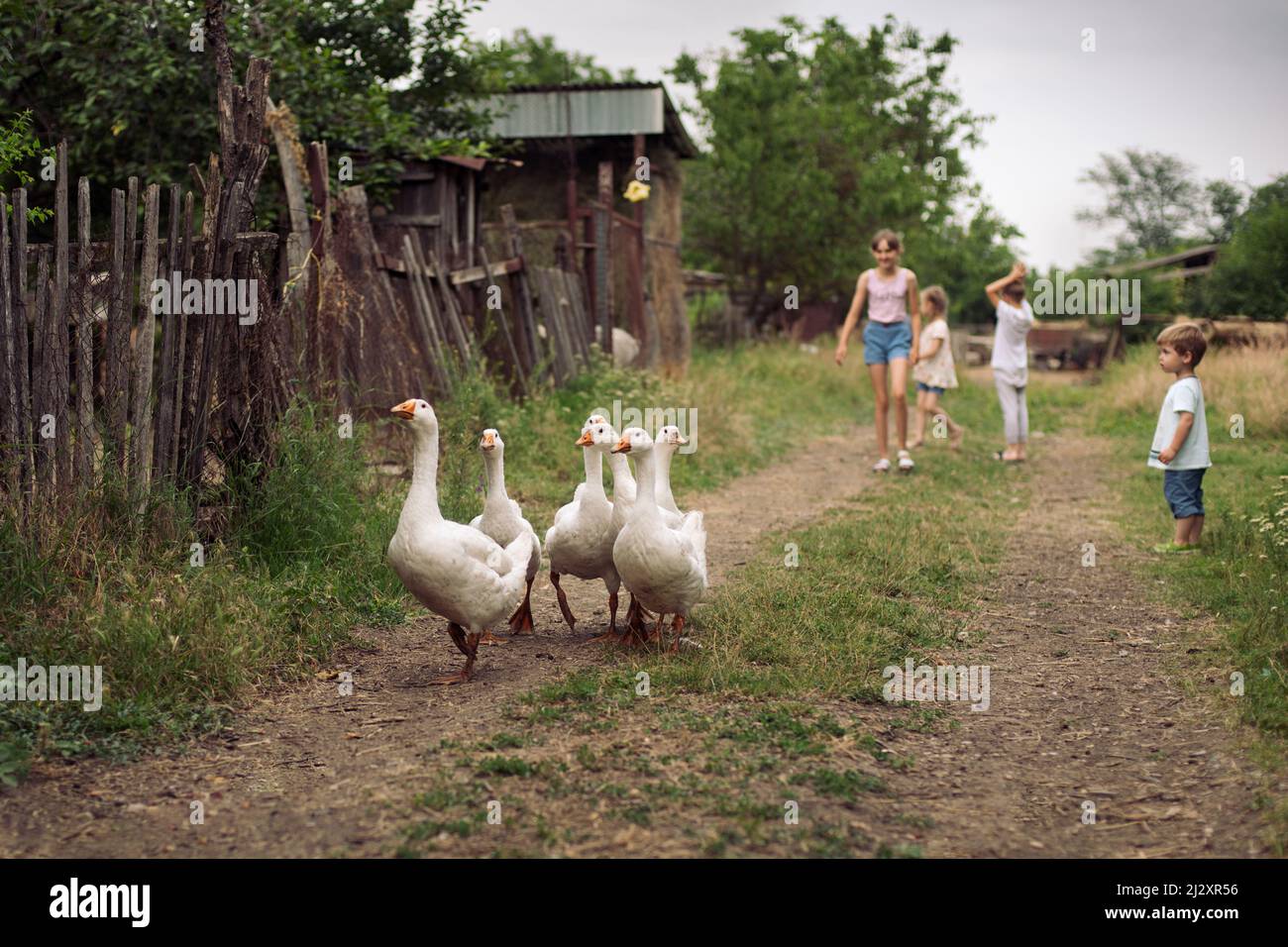 Domestic geese children hi-res stock photography and images - Alamy