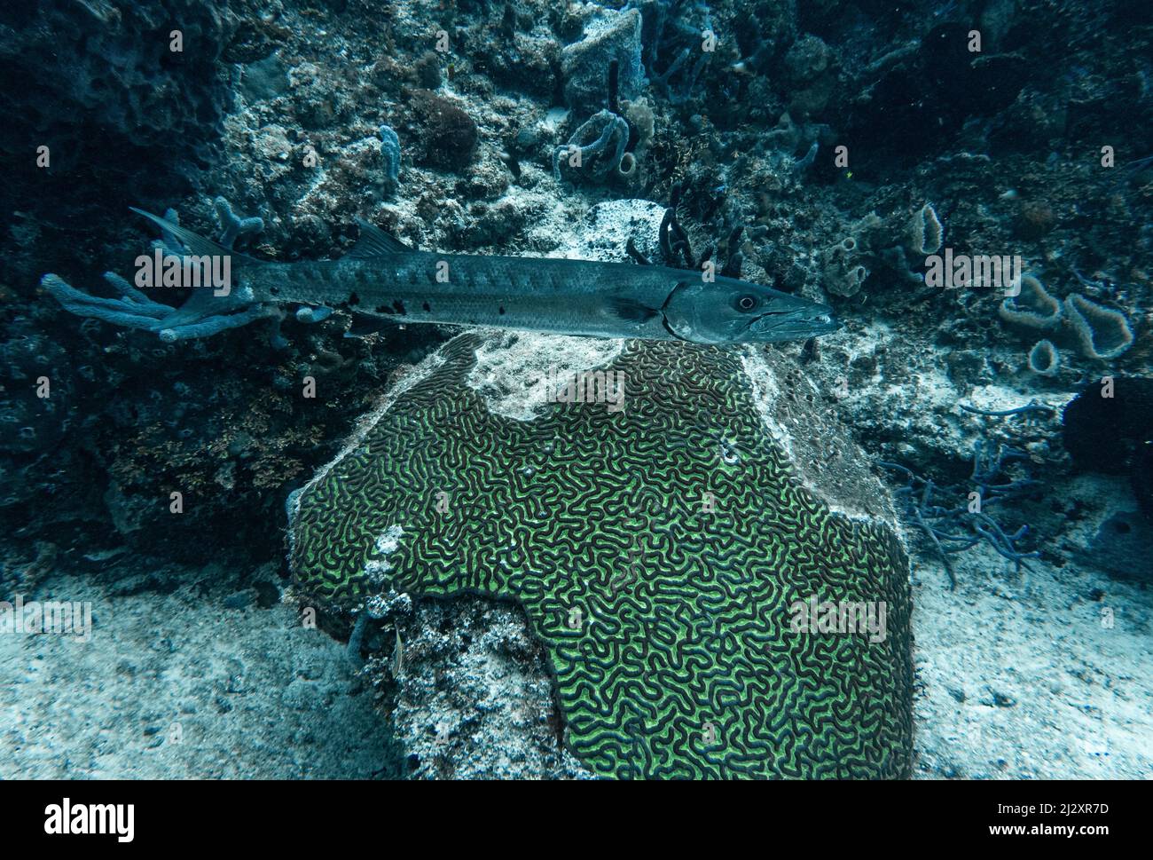 great barracuda in the caribbean ocean Stock Photo - Alamy