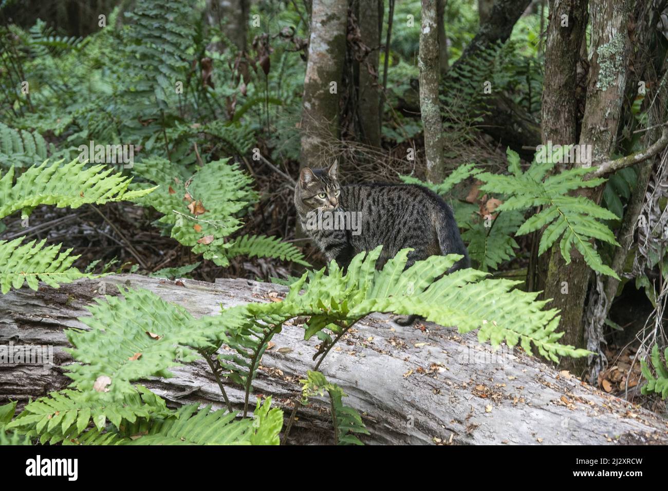A beautiful tabby cat walking in the green forest full of fern plants ...