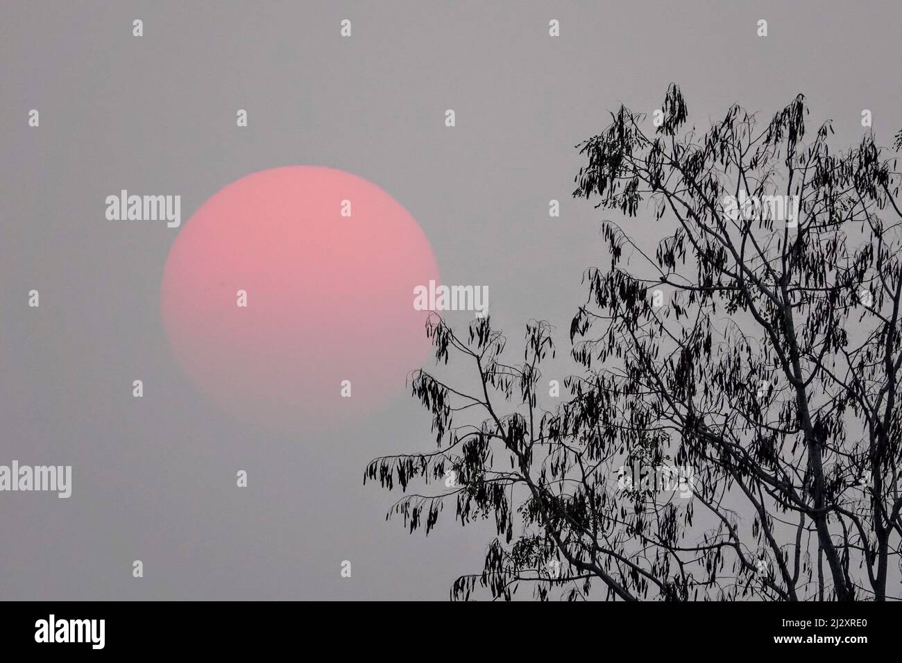 Pink tree leaves with moon hi-res stock photography and images - Alamy