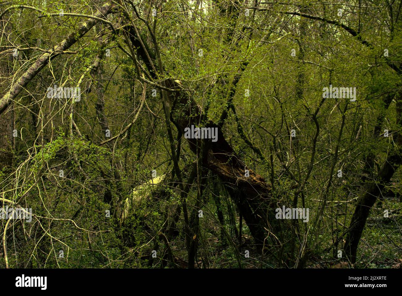 A view of a green forest with high trees in Suwanee Town Center Park ...