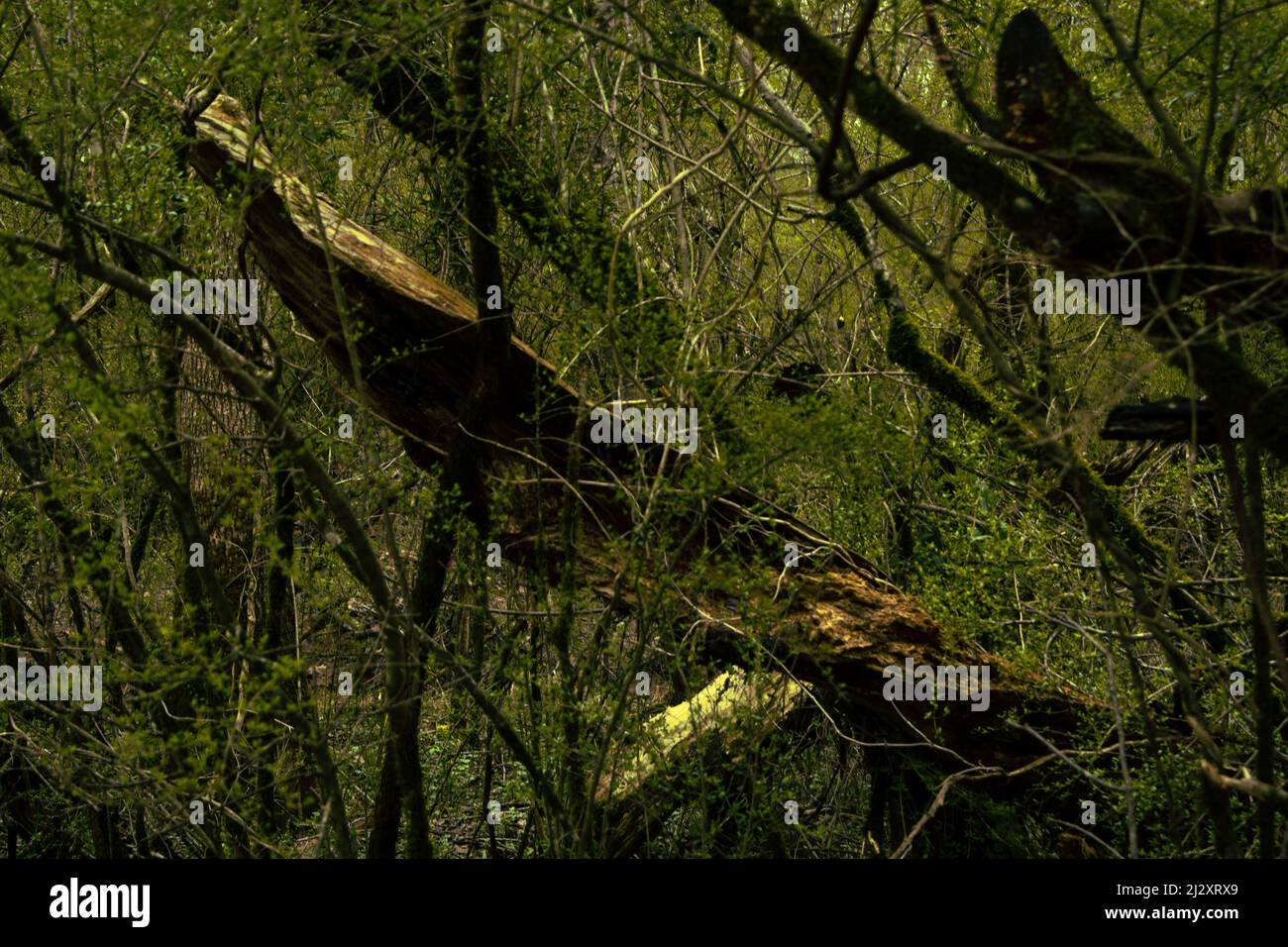 A view of a dense green forest with high trees Stock Photo - Alamy