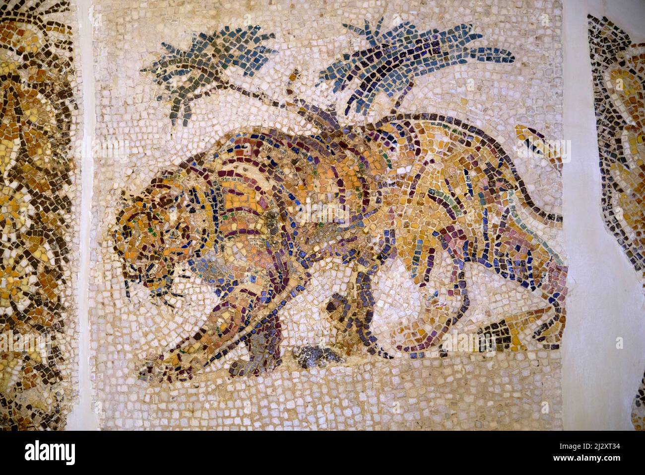 Tunisia, Sousse, archaeological museum, mosaic representing a tiger ...