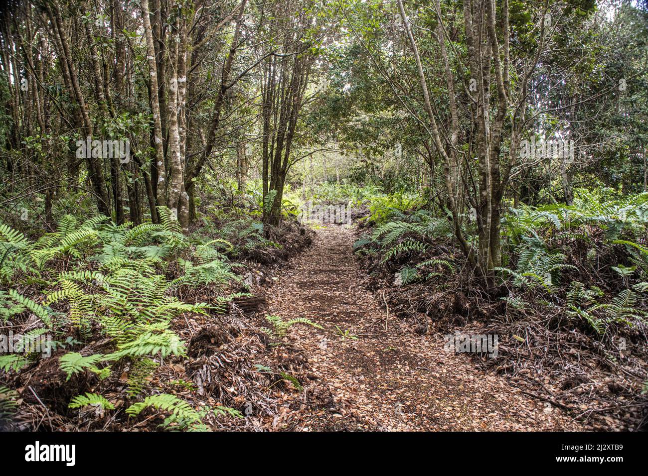 A beautiful view of a narrow pathway in the green forest surrounded by ...