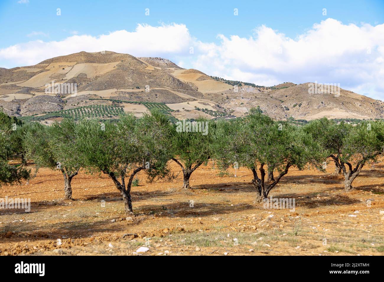 Messara plain; olive trees Stock Photo - Alamy