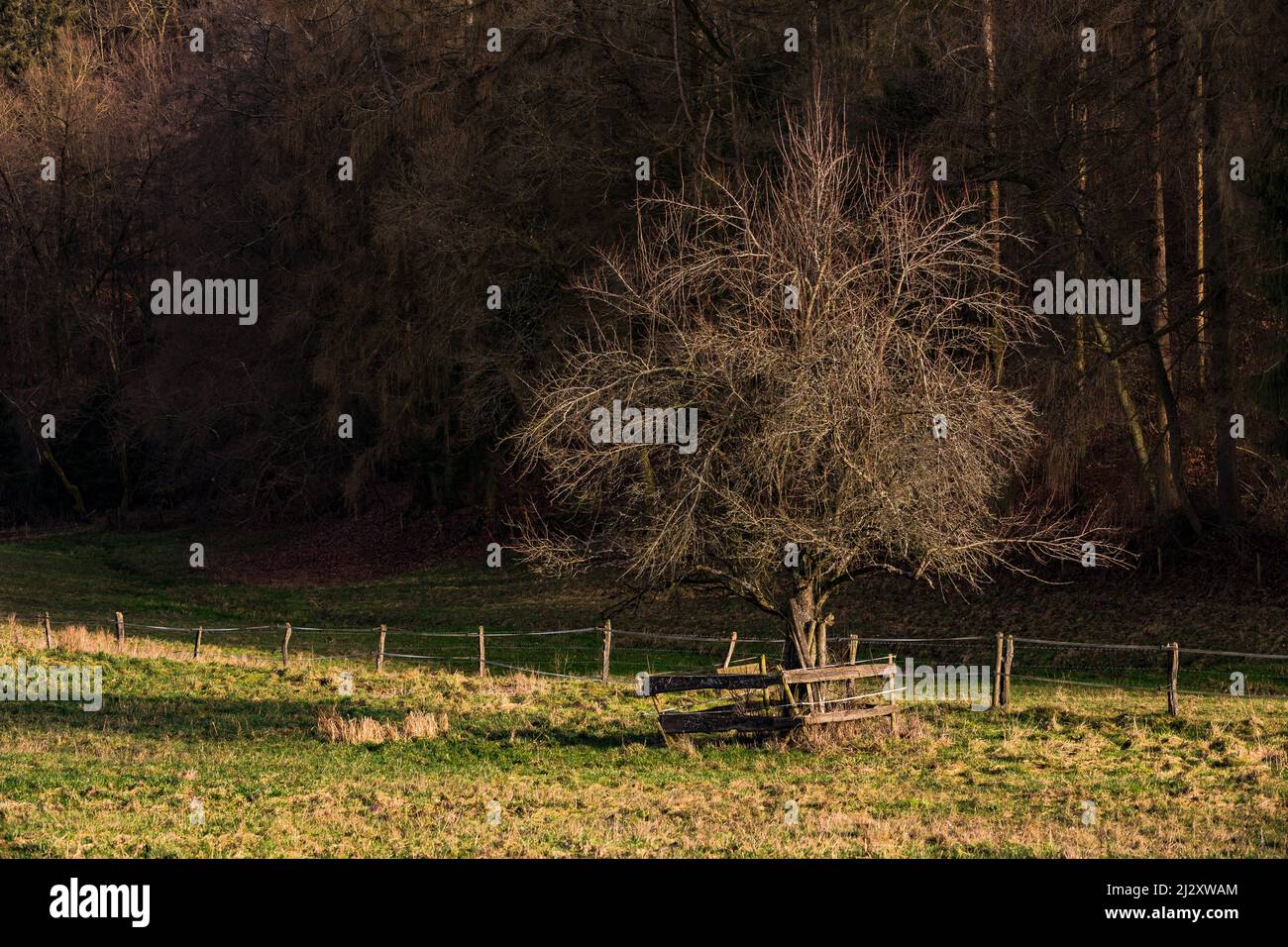 Edge of a fruit tree meadow at forest edge hi-res stock photography and ...